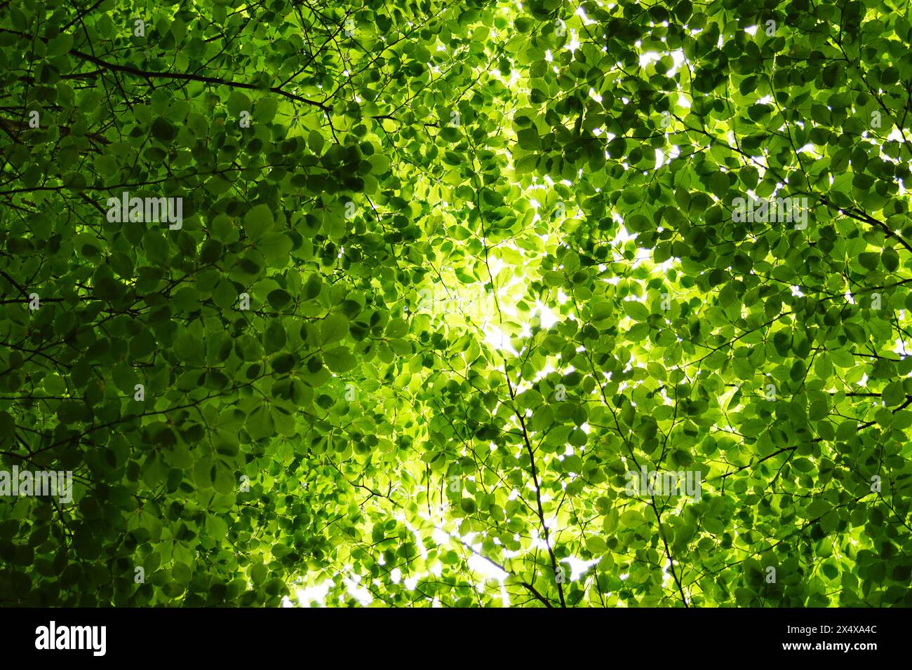 Beech branches with bright green foliage - viewed from bottom to top ...