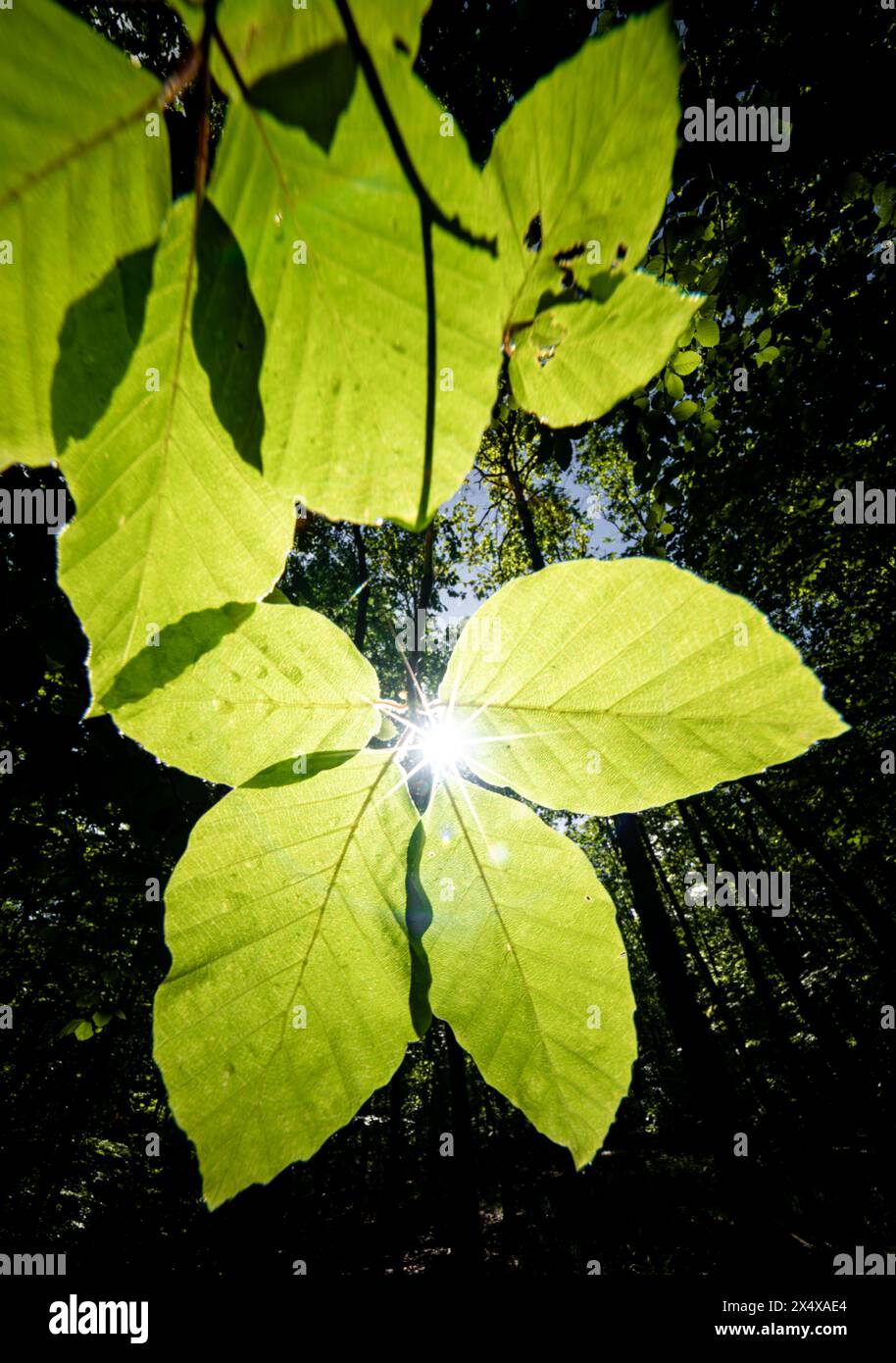 The sunlight filters through the petals and leaves of a flowering plant ...