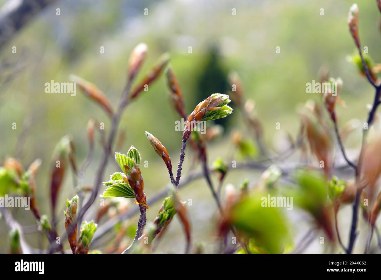 Spring beech branches - tree branches with fresh foliage emerging from ...