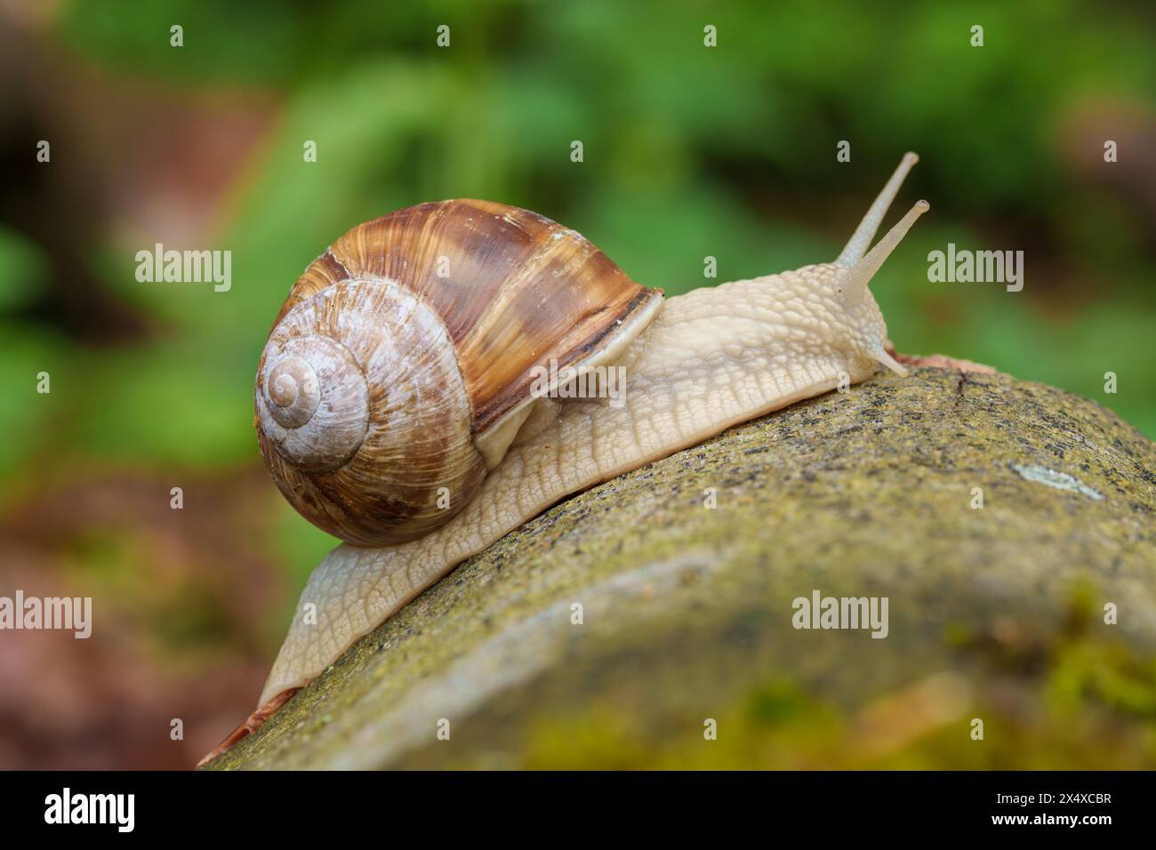 Plants mucus hi-res stock photography and images - Alamy