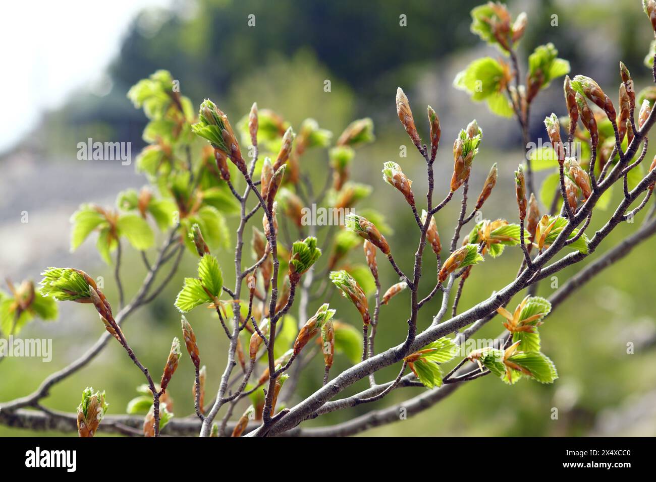 Branches of a beech tree with the first leaves. Spring in the mountains ...