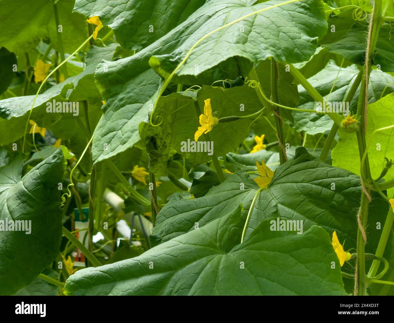 Growth flowering greenhouse cucumbers growing hi-res stock photography ...
