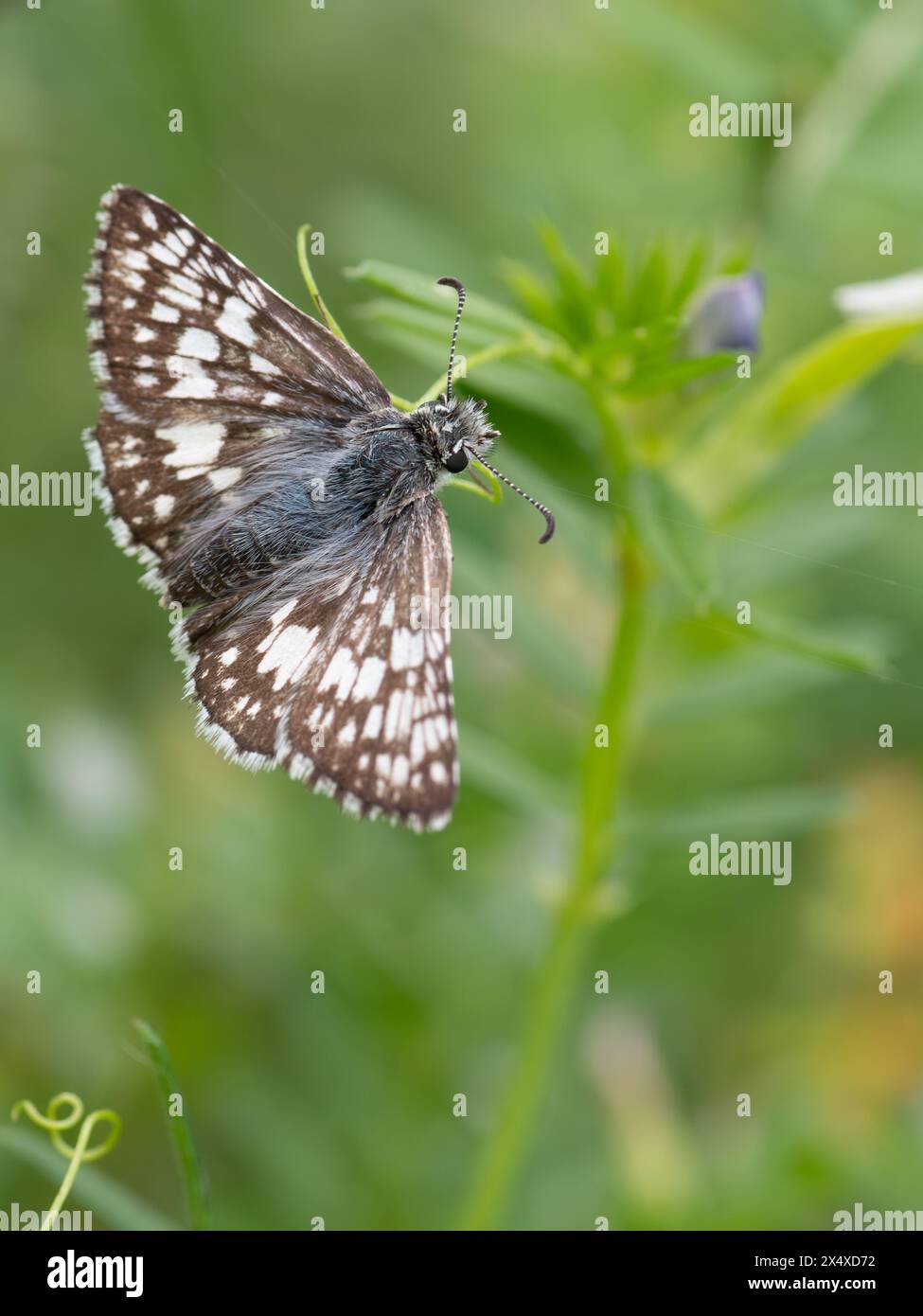 A beautiful Grizzled skipper butterfly, Pyrgus centaureae, with its ...