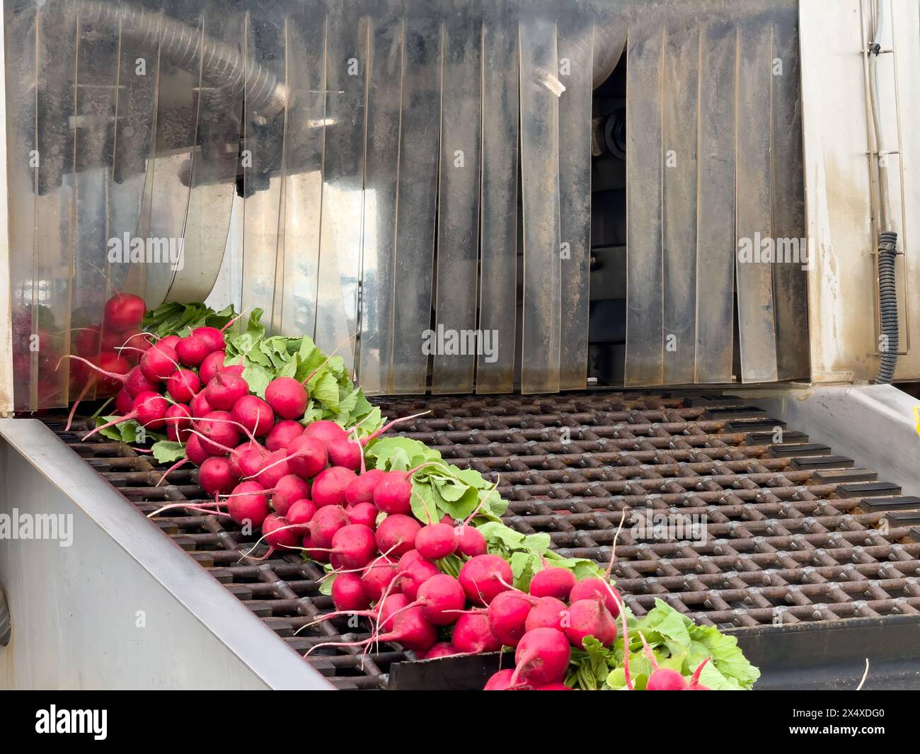 Giant radish plant hi-res stock photography and images - Alamy