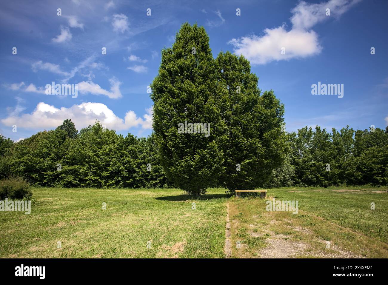 Bench under two trees at the end of a path in a park in the italian ...
