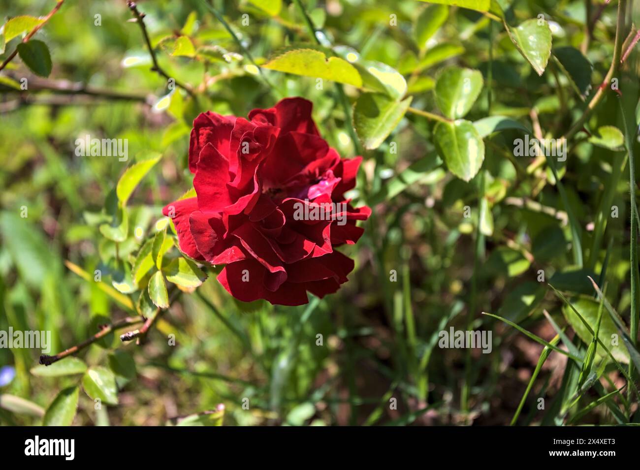 Red ground cover rose in bloom in a bush seen up close Stock Photo - Alamy