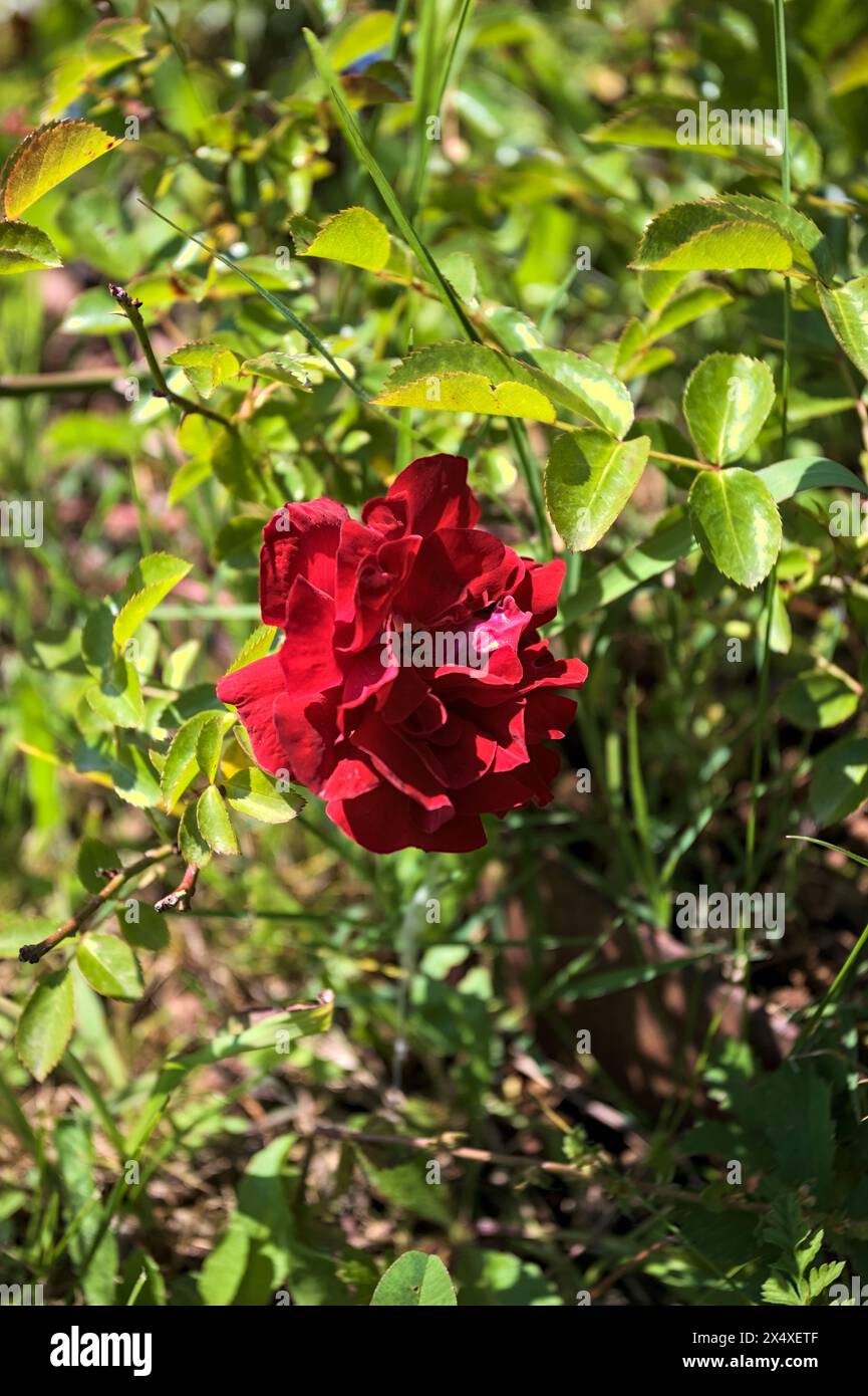 Red ground cover rose in bloom in a bush seen up close Stock Photo - Alamy