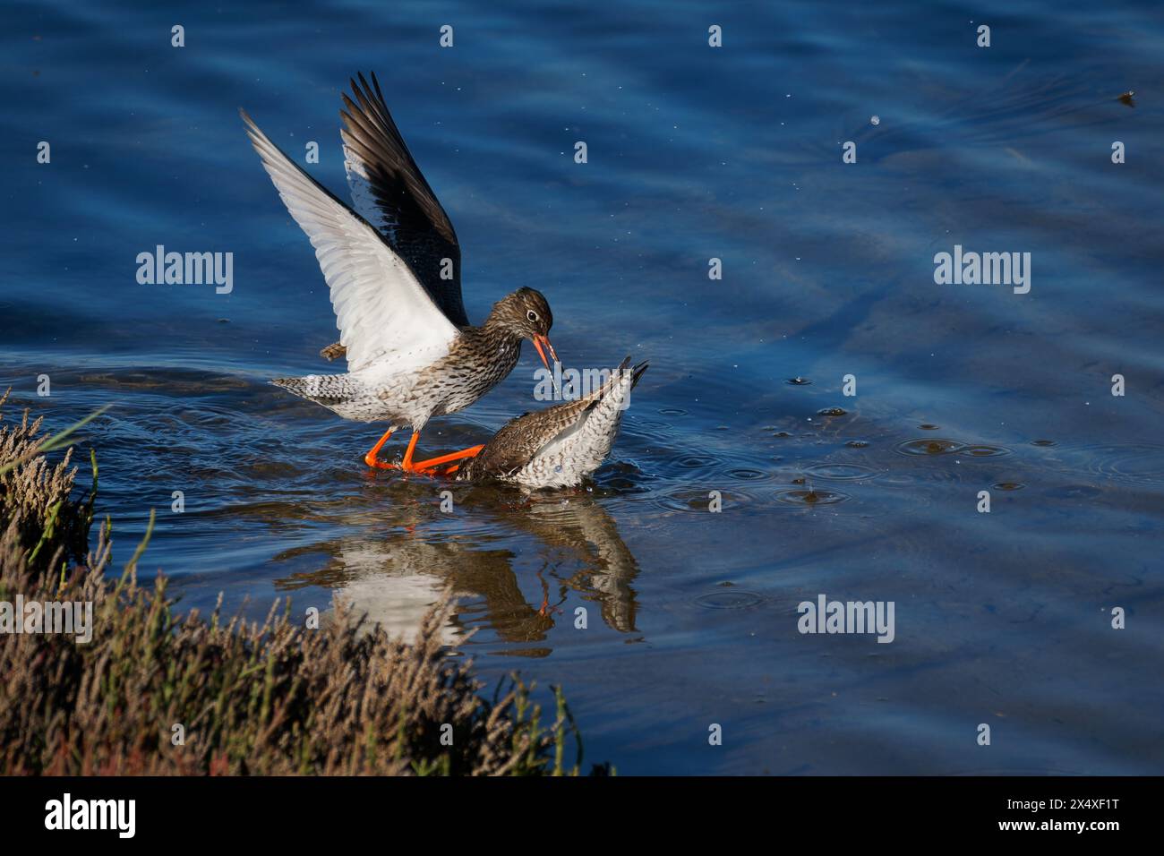Family duel hi-res stock photography and images - Alamy