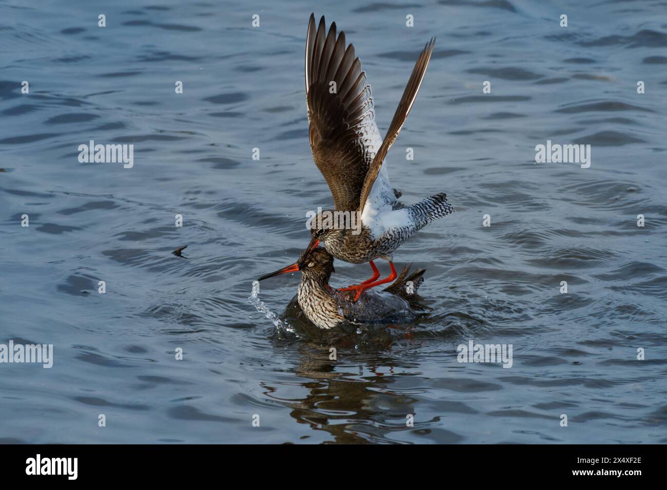 Common Redshank - Tringa totanus Eurasian wader in the large family ...