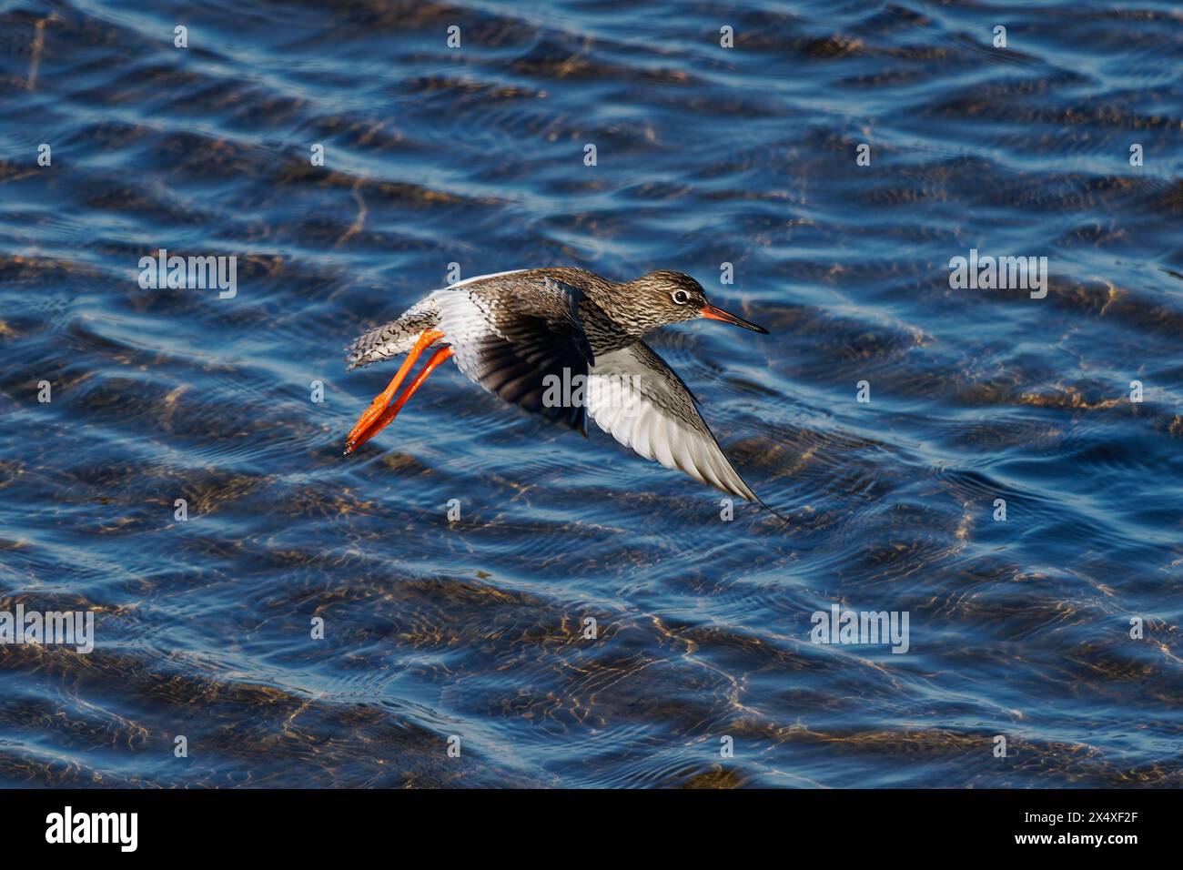 Common Redshank - Tringa totanus Eurasian wader in the large family ...