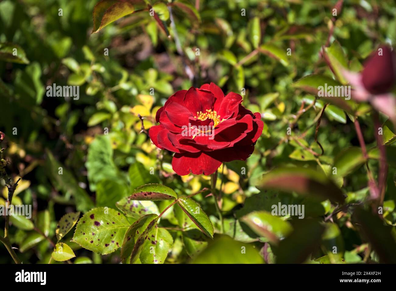 Red ground cover rose in bloom in a bush seen up close Stock Photo - Alamy