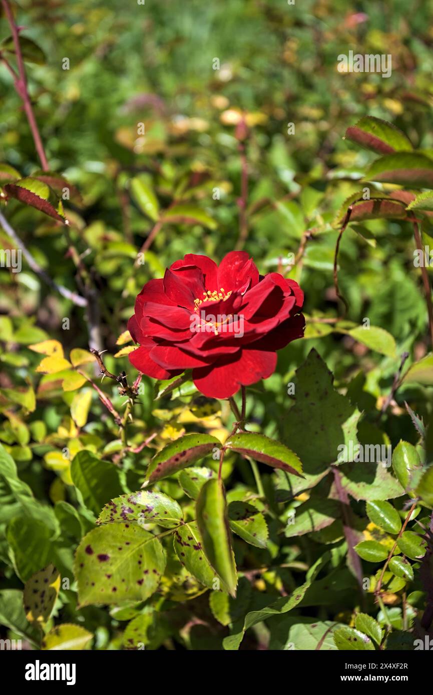 Red ground cover rose in bloom in a bush seen up close Stock Photo - Alamy