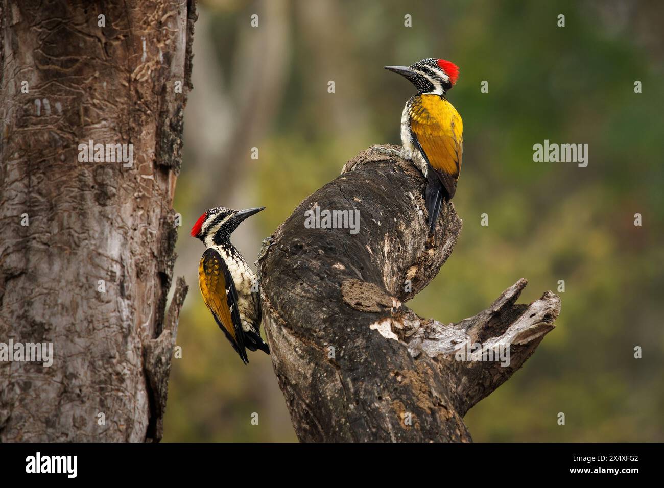 Golden backed woodpecker hi-res stock photography and images - Alamy