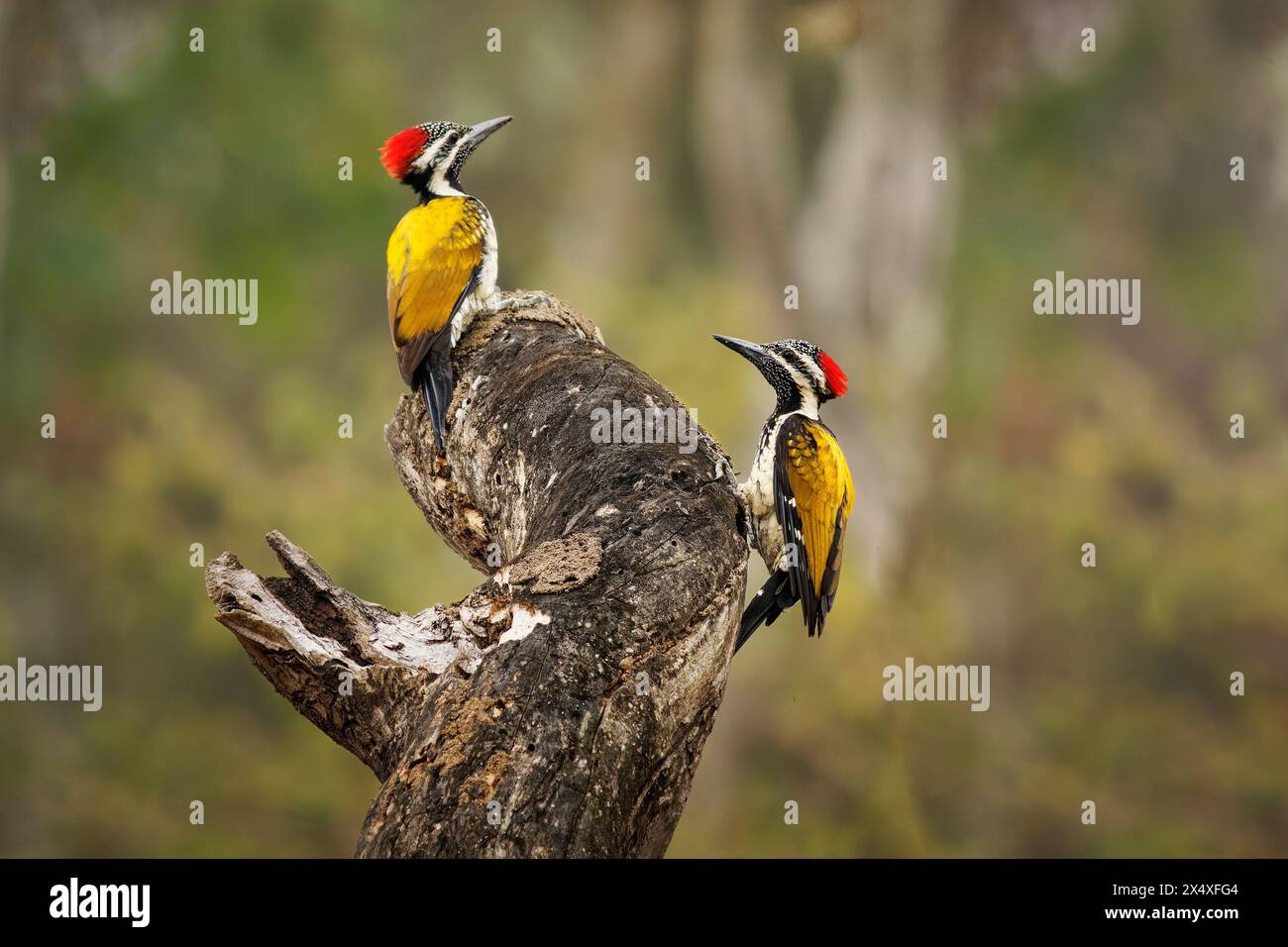 Black-rumped Flameback also Lesser golden-backed woodpecker or Lesser ...