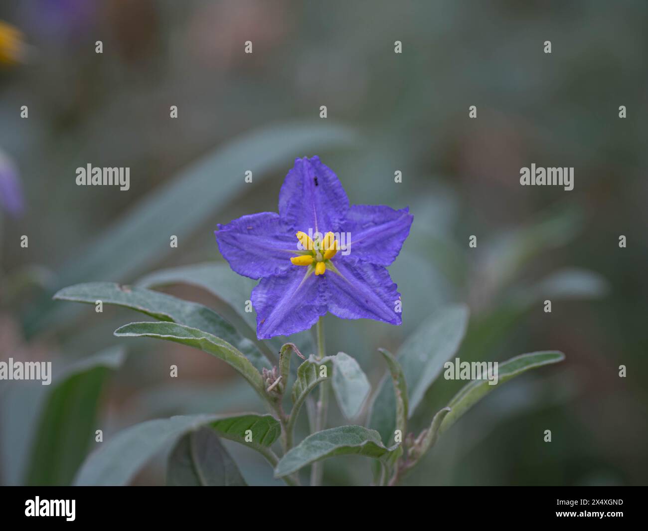 Western Horse-Nettle (solanum dimidiatum Stock Photo - Alamy