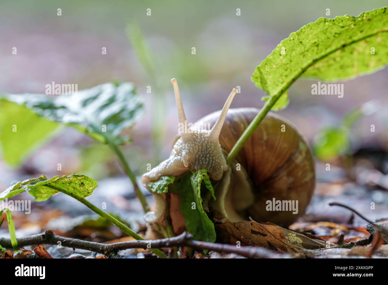 A terrestrial animal, the snail, is consuming a green leaf from a plant ...