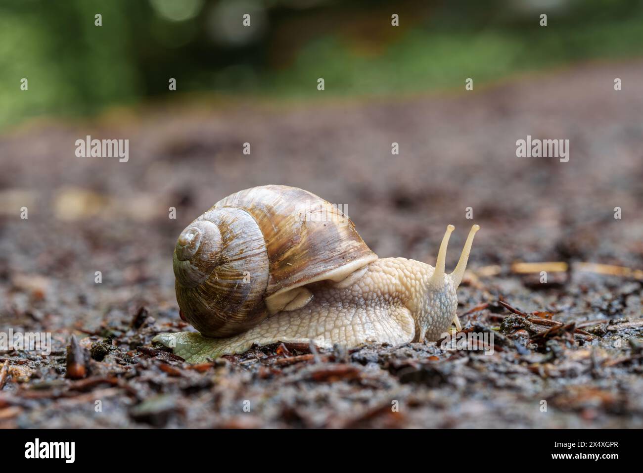 A terrestrial animal, the snail with its shell is slowly crawling on ...