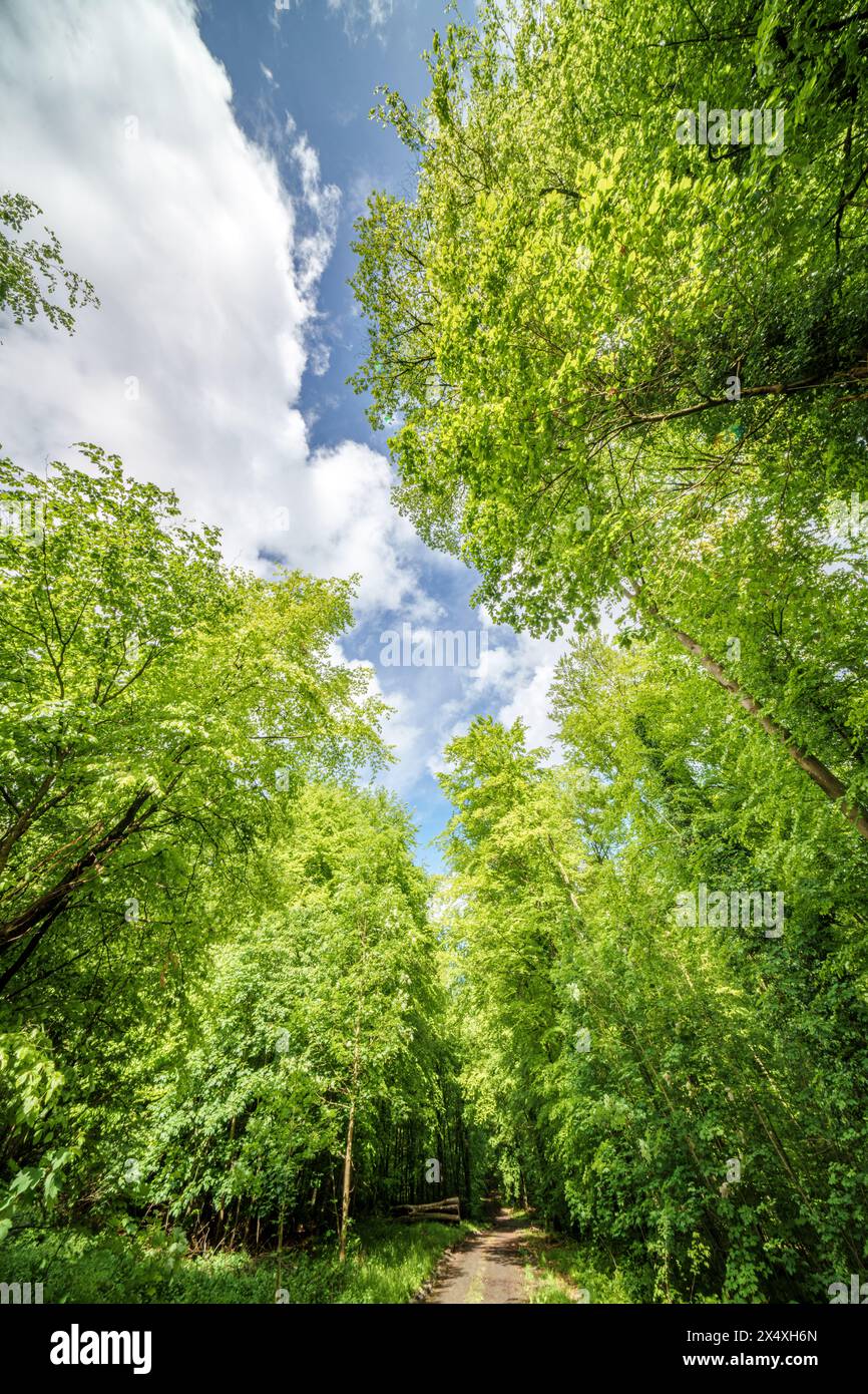 Walking along a path in a dense forest filled with evergreen trees ...