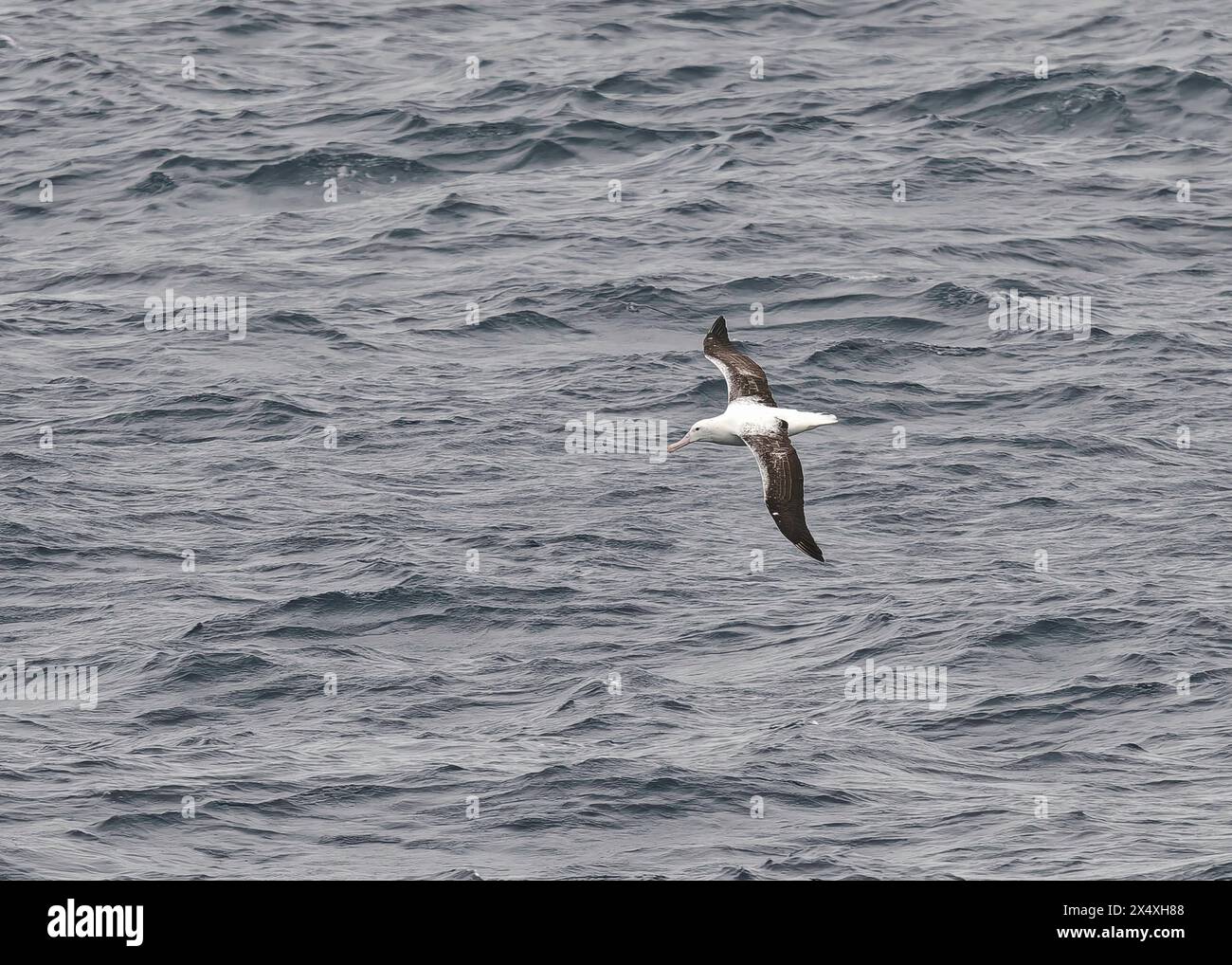 Albatross Southern Royal (Diomedea epomophora),in flight Southern ocean ...