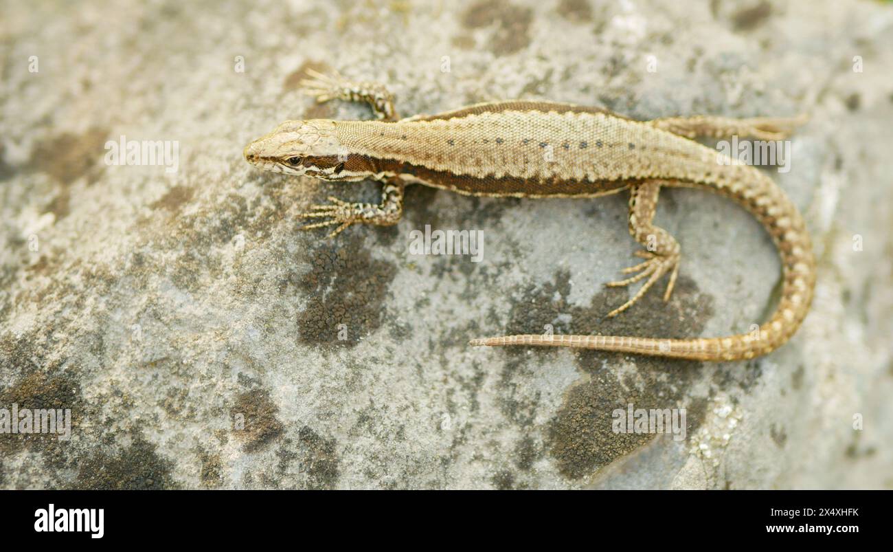 Common wall lizard Podarcis muralis close-up European stone on sand ...