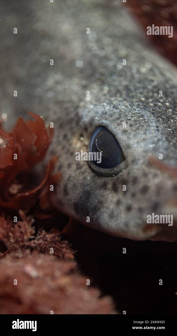 Close up of a lesser spotted catshark hidden amonhst algae off the ...