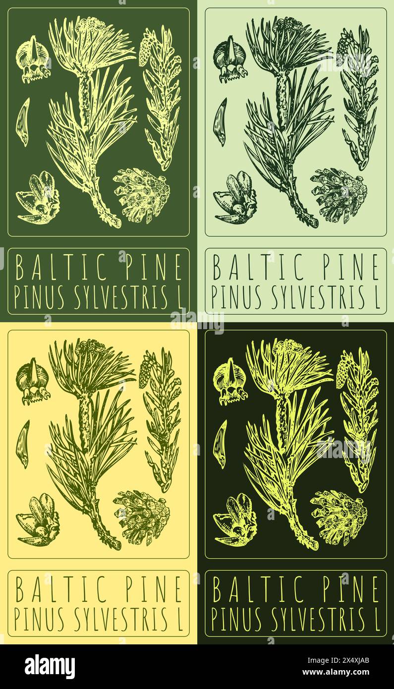 Scots pinus sylvestris Stock Vector Images - Alamy
