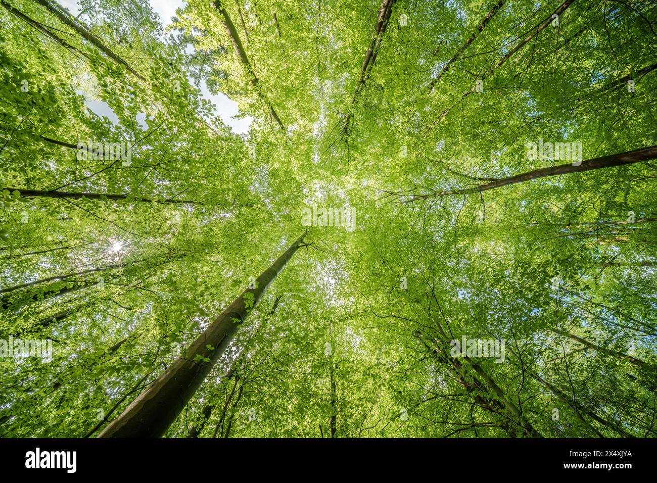 Observing the sun peeking through the branches of trees in a natural ...