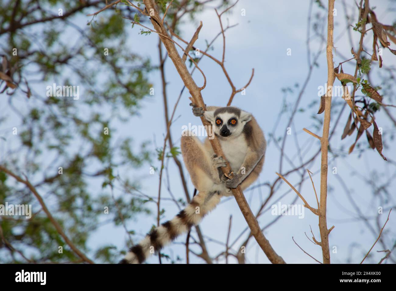 Ring-tailed lemur on Madagascar island fauna, in natural habitat. cute ...
