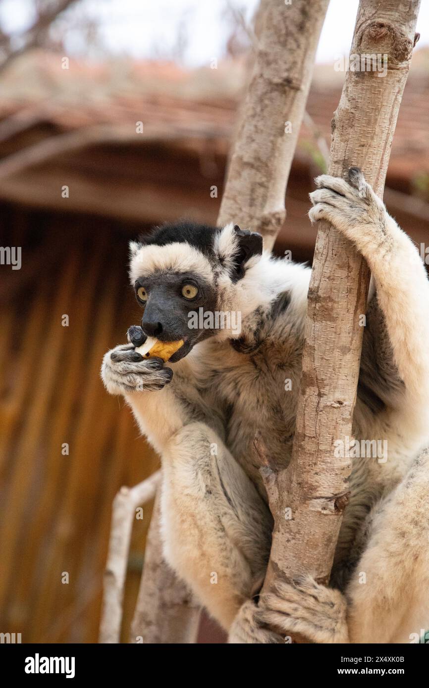 Verreaux's sifaka in Kimony hotel park. White sifaka with dark head on ...