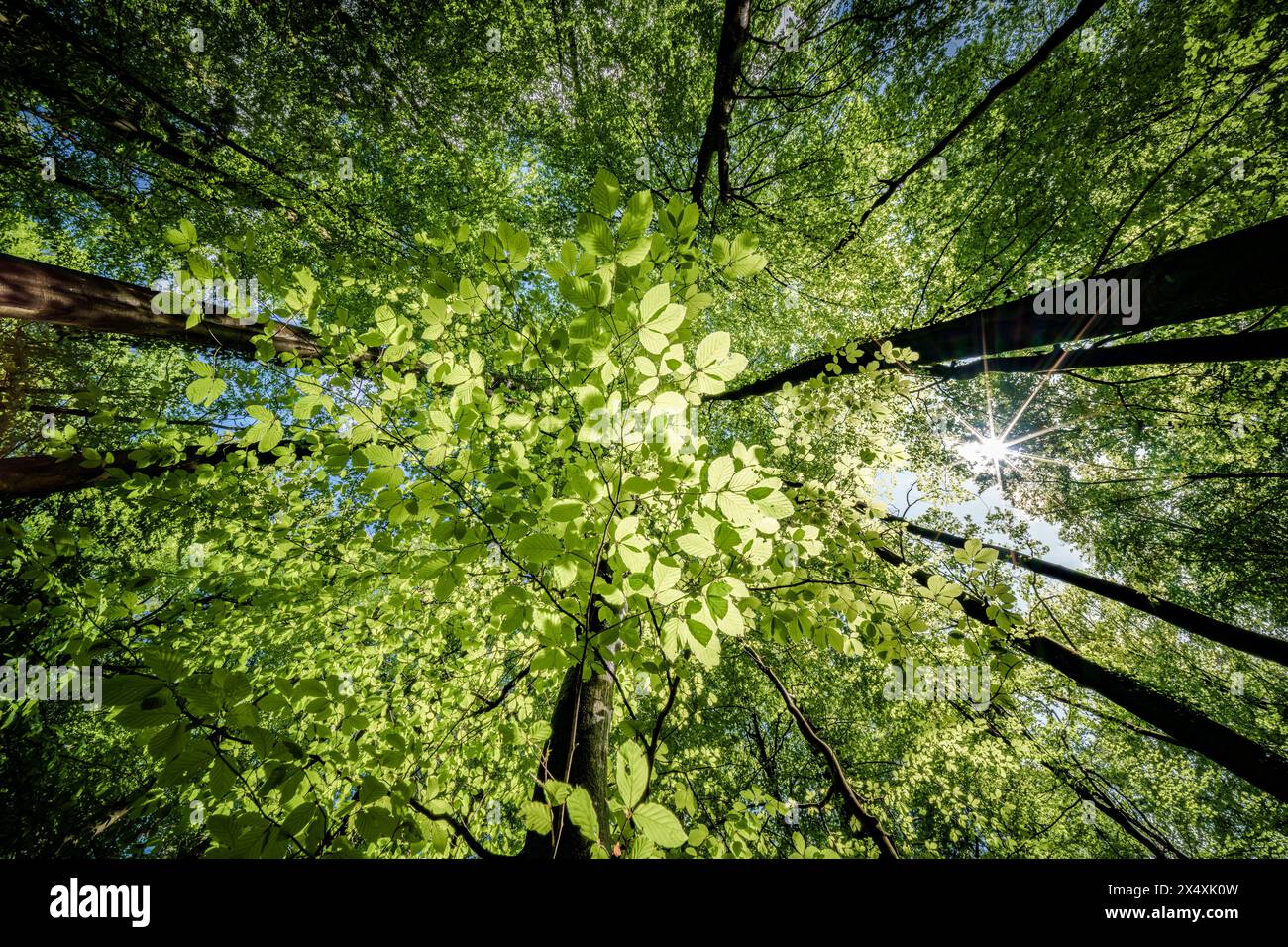 Observing the sun peeking through the branches of trees in a natural ...