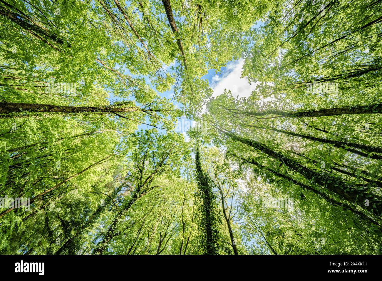Observing the sun peeking through the branches of trees in a natural ...