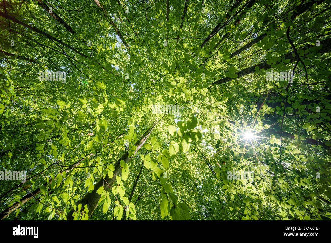 Observing the sun peeking through the branches of trees in a natural ...