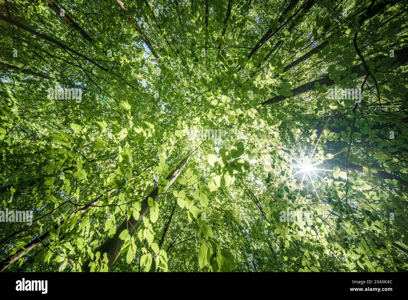 Observing the sun peeking through the branches of trees in a natural ...