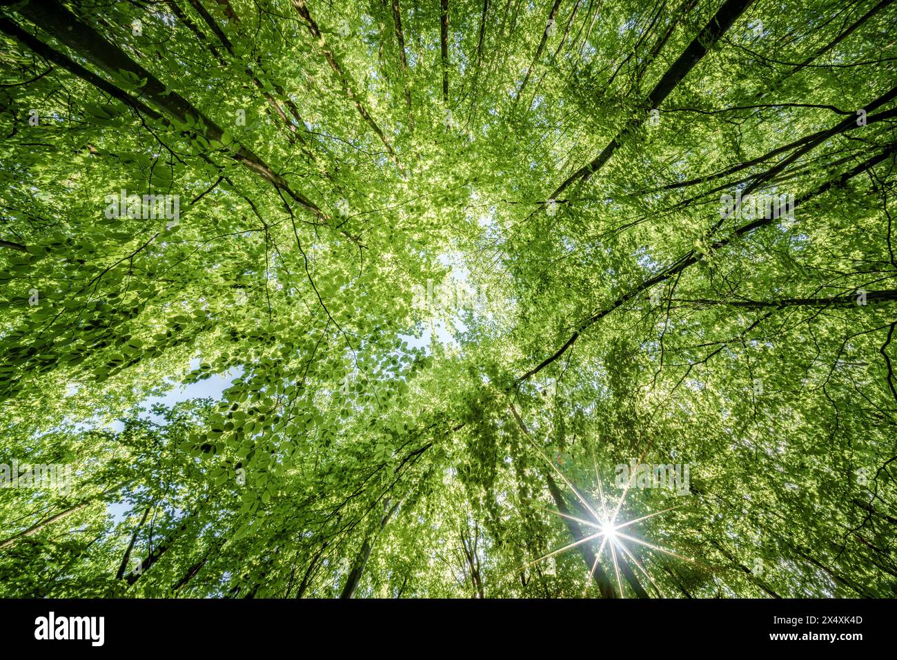 Observing the sun peeking through the branches of trees in a natural ...
