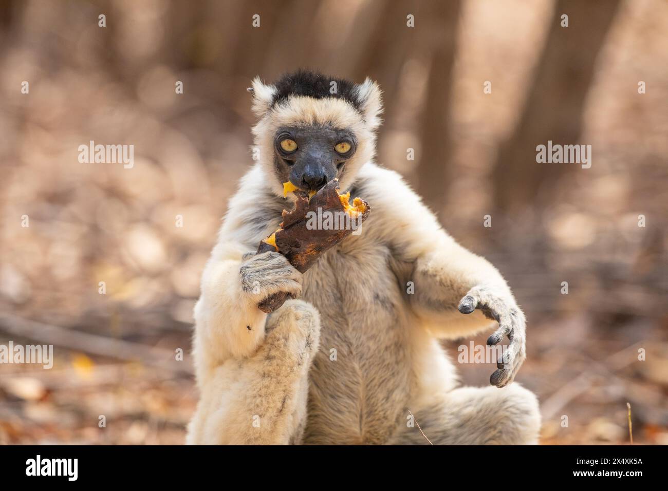 Verreaux's sifaka in Kimony hotel park. White sifaka with dark head on ...