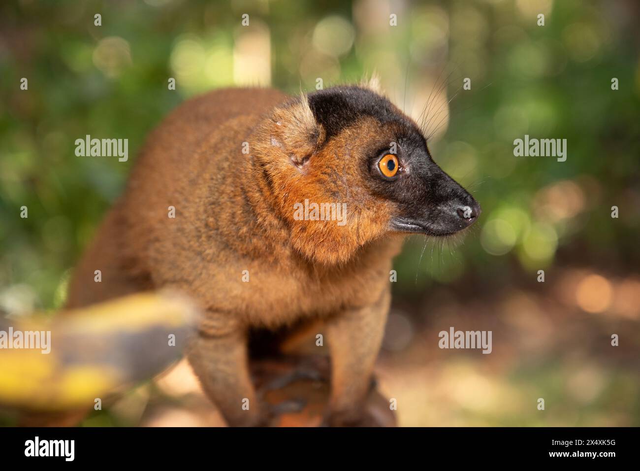 Red lemur (Eulemur Coronatus), endemic animal from Madagascar ...