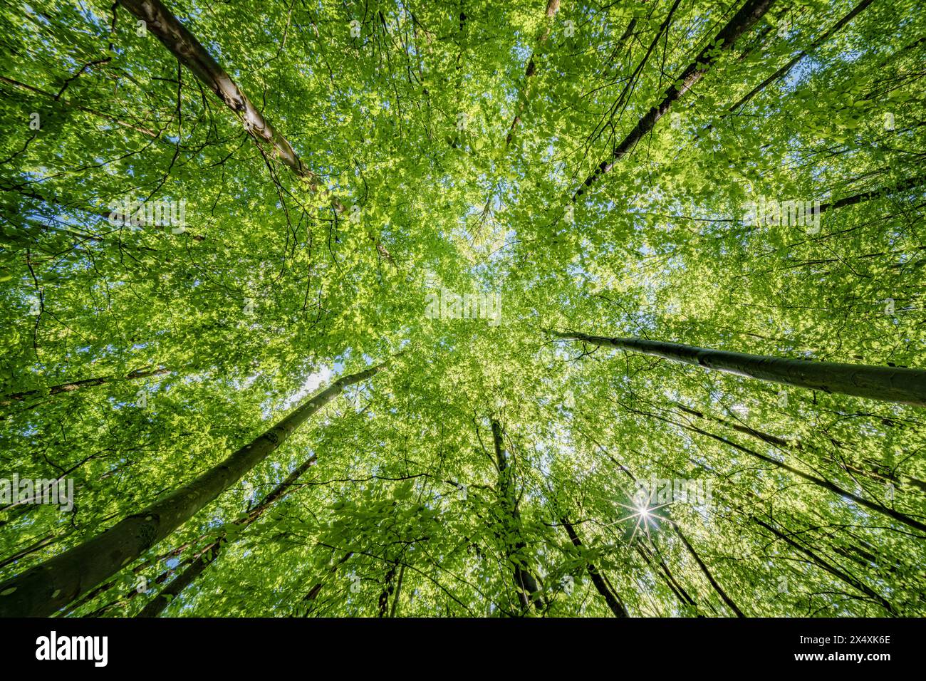 Observing the sun peeking through the branches of trees in a natural ...