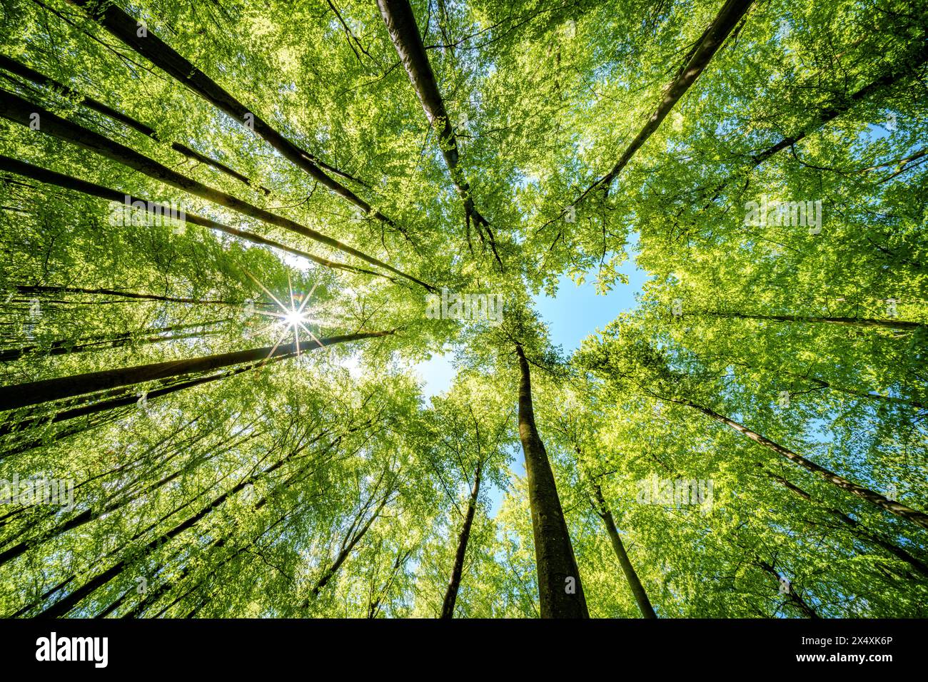 Observing the sun peeking through the branches of trees in a natural ...