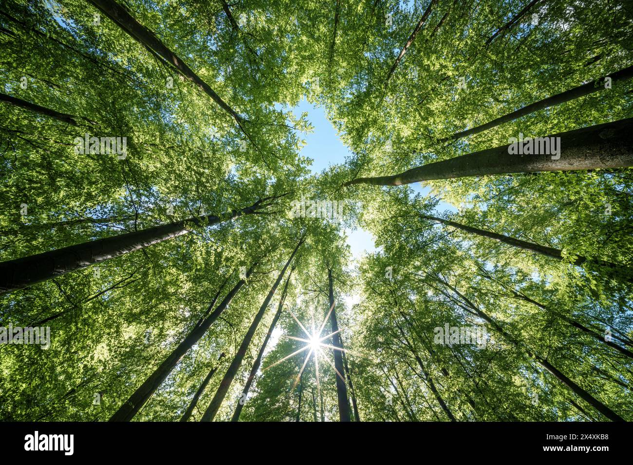 Observing the sun peeking through the branches of trees in a natural ...