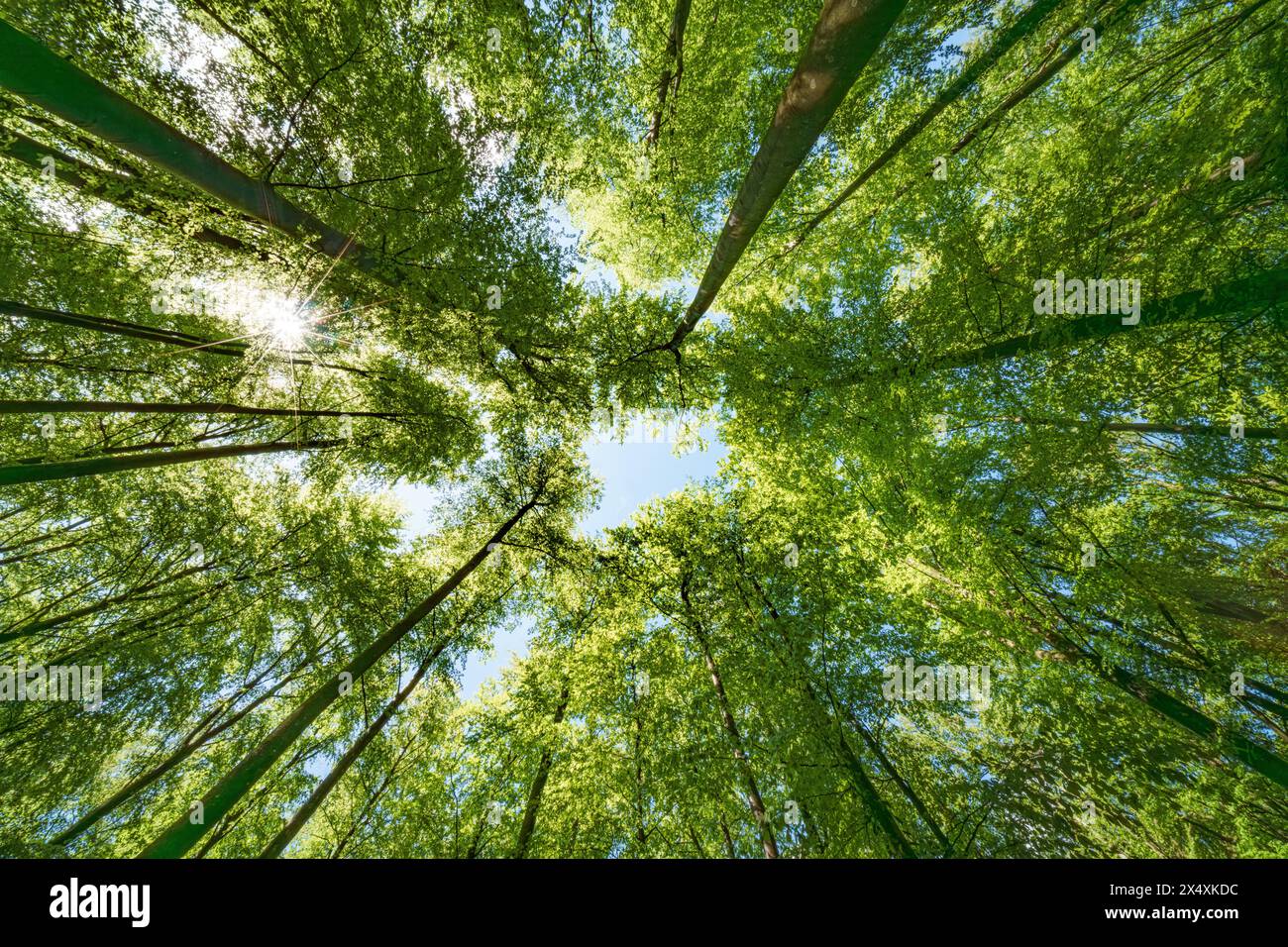 Observing the sun peeking through the branches of trees in a natural ...