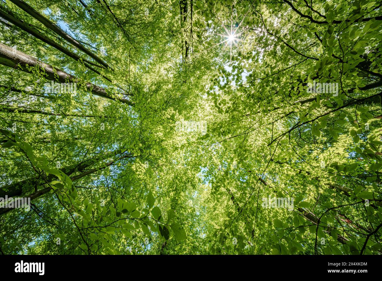 Observing the sun peeking through the branches of trees in a natural ...