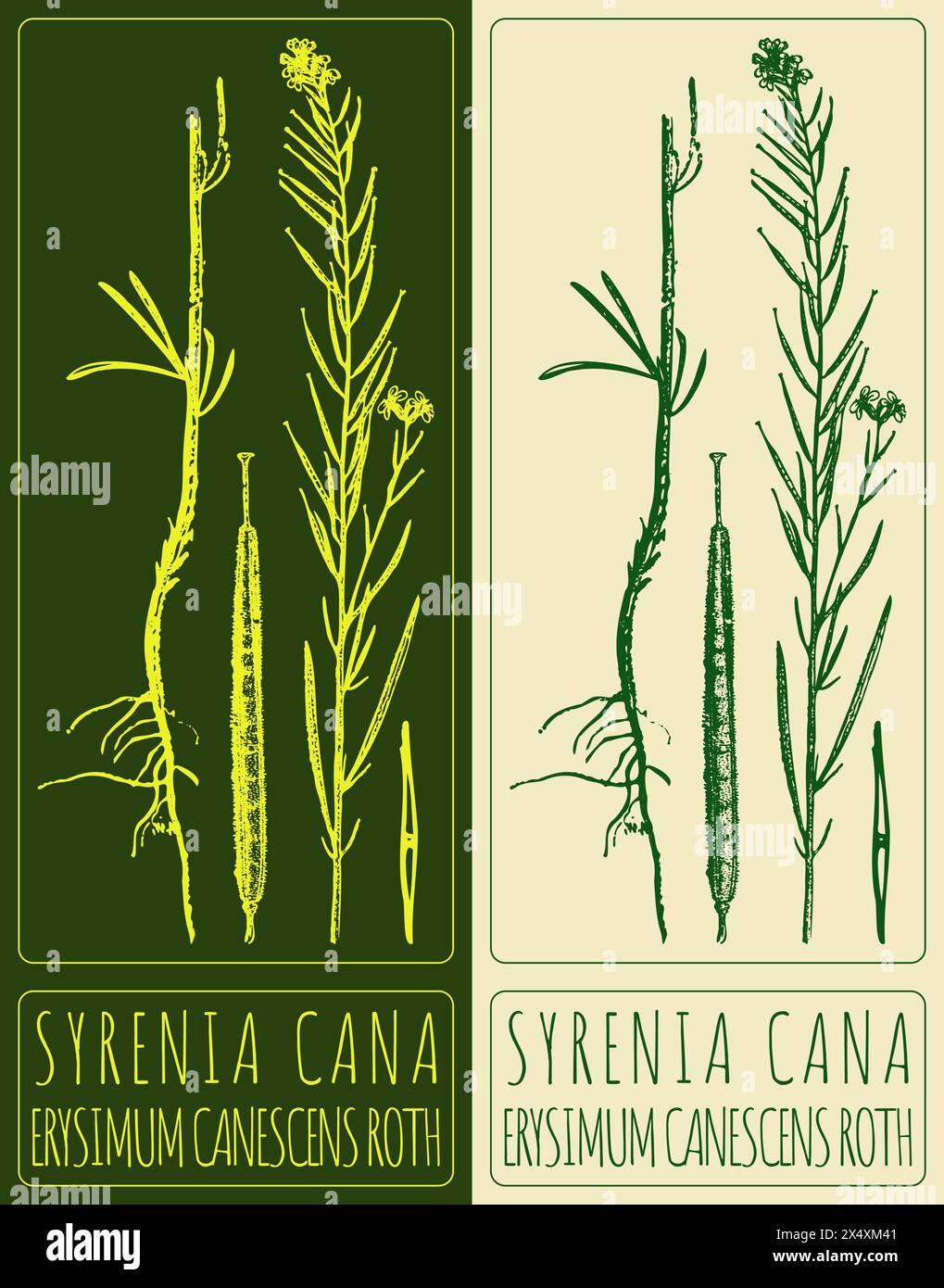 Vector drawing SYRENIA CANA . Hand drawn illustration. The Latin name ...