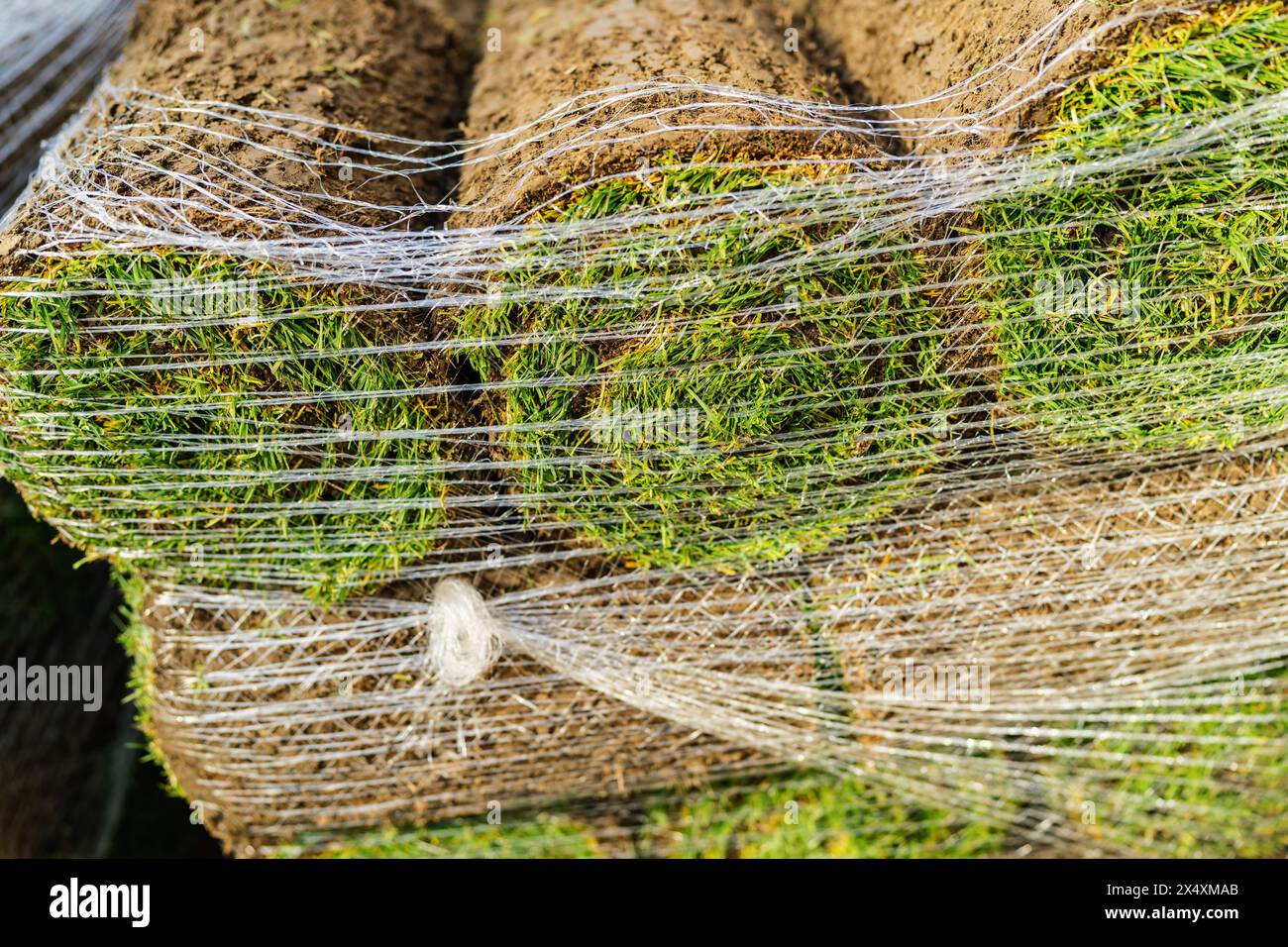stacked rolls of sod bound by a mesh, prepared for laying on landscaped ...
