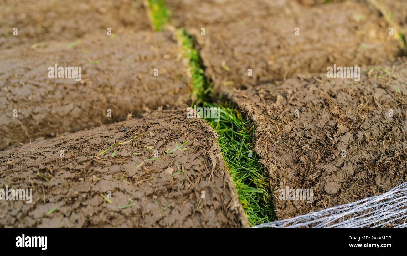 rolls of sod showing detailed textures of soil and hidden layers of ...