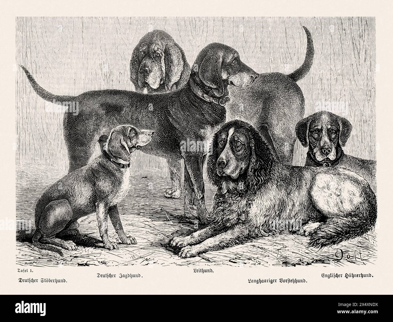 19th Century Purebred Dog Illustration. Exquisite vintage illustration ...