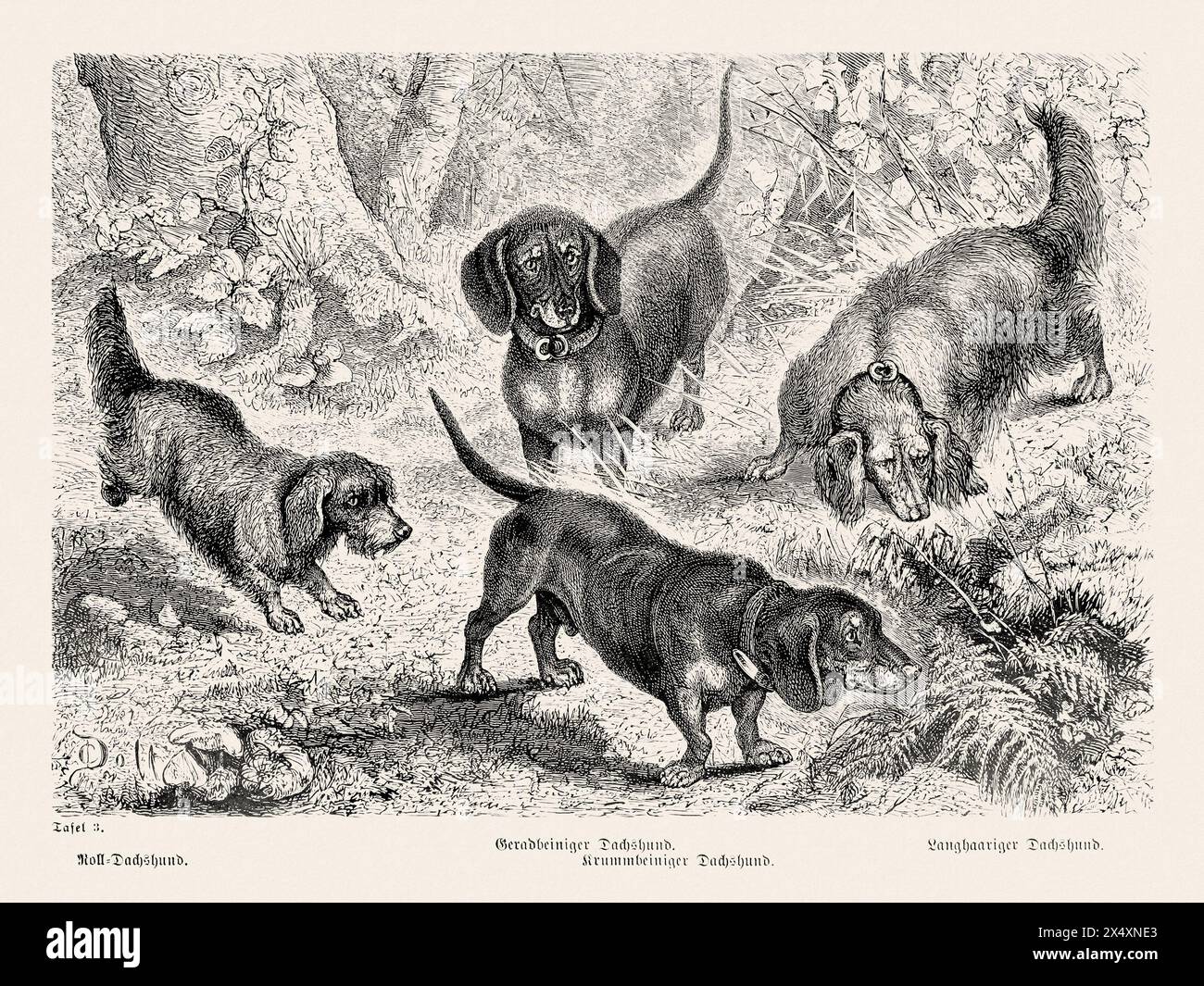 19th Century Purebred Dog Illustration. Exquisite vintage illustration ...