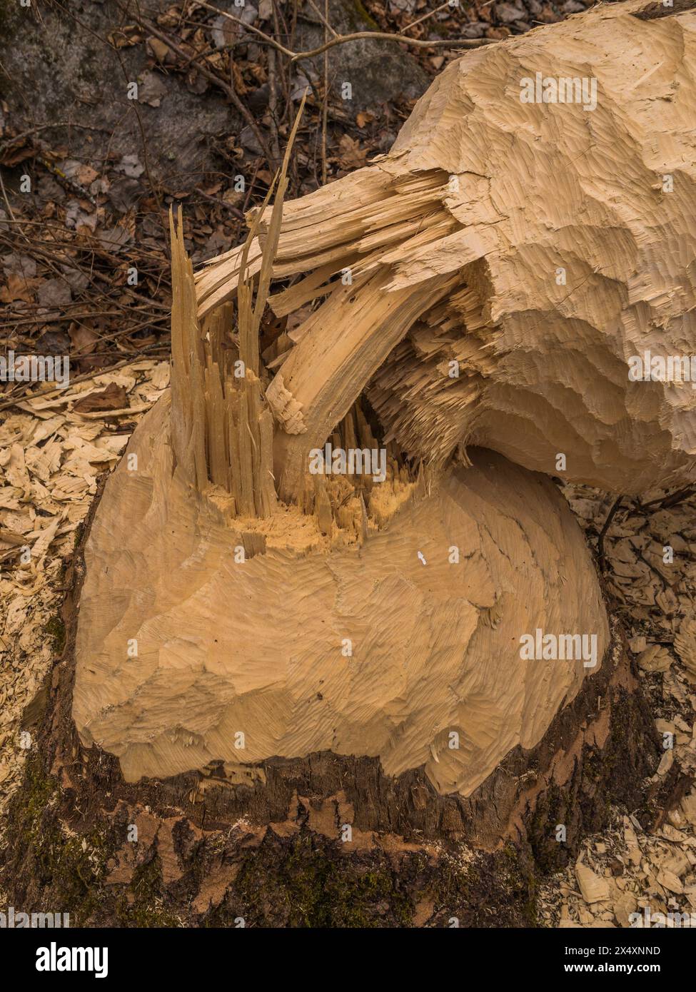 Tree taken down by beaver in the nature reserve of Västerängsudd, close ...
