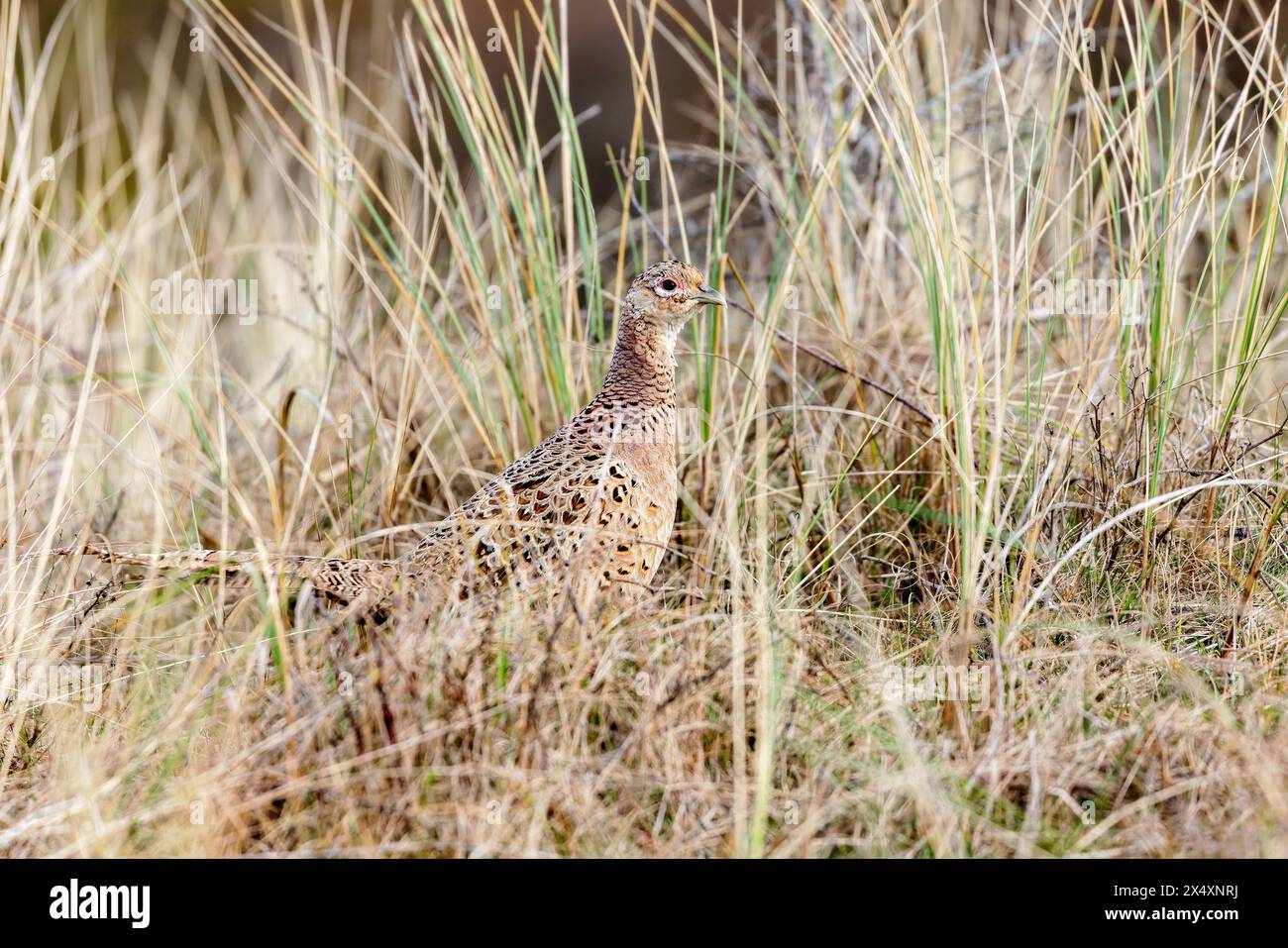 Female Common pheasant (Phasianus colchicus) in the dunes on Juist ...
