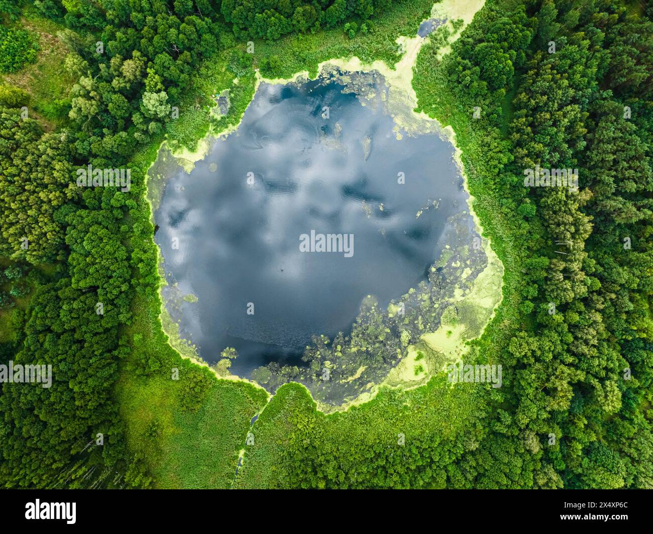 Top down view of green swamps and lake in summer, Poland, Europe Stock ...