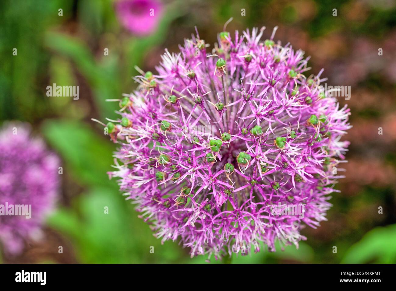 Allium giganteum, common name giant onion, is an Asian species of onion ...